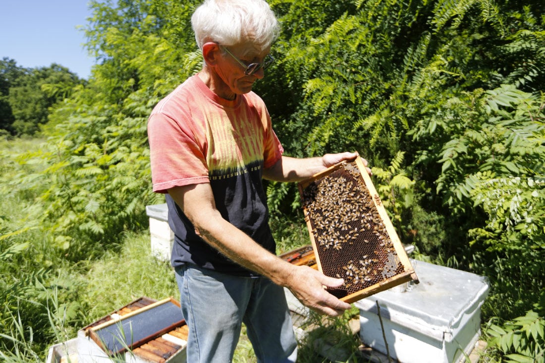Local beekeepers stave off challenges to preserve population | News ...